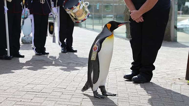 Rising Ranks: The Extraordinary Story of Sir Nils Olav III, the Penguin ...